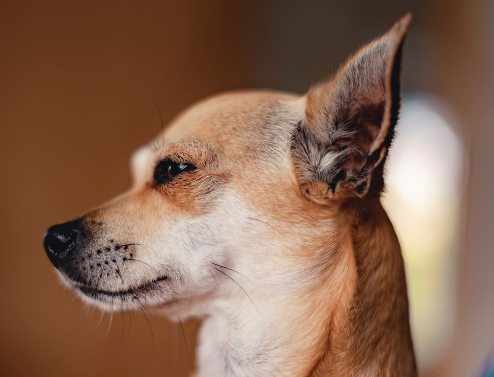 How to tell if your dog is relaxed: Body language and signs