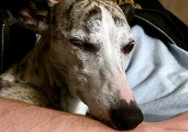 How to tell if your dog is relaxed: Body language and signs